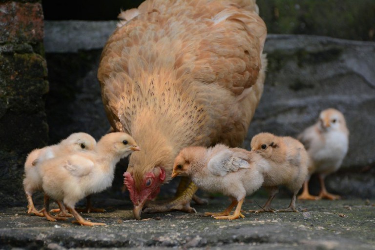Chicken Checklist - Progressive Planet