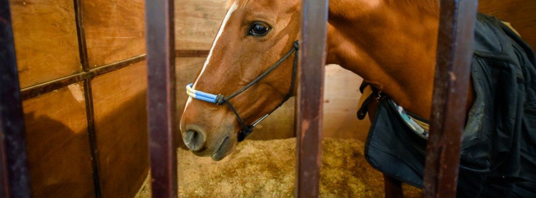 Keeping Your Horse Stall Clean & Fresh - Progressive Planet